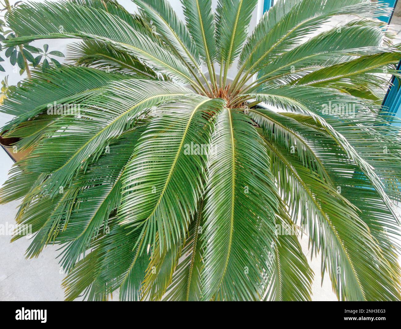 Sago palm (Cycas revoluta) - nature Stock Photo - Alamy