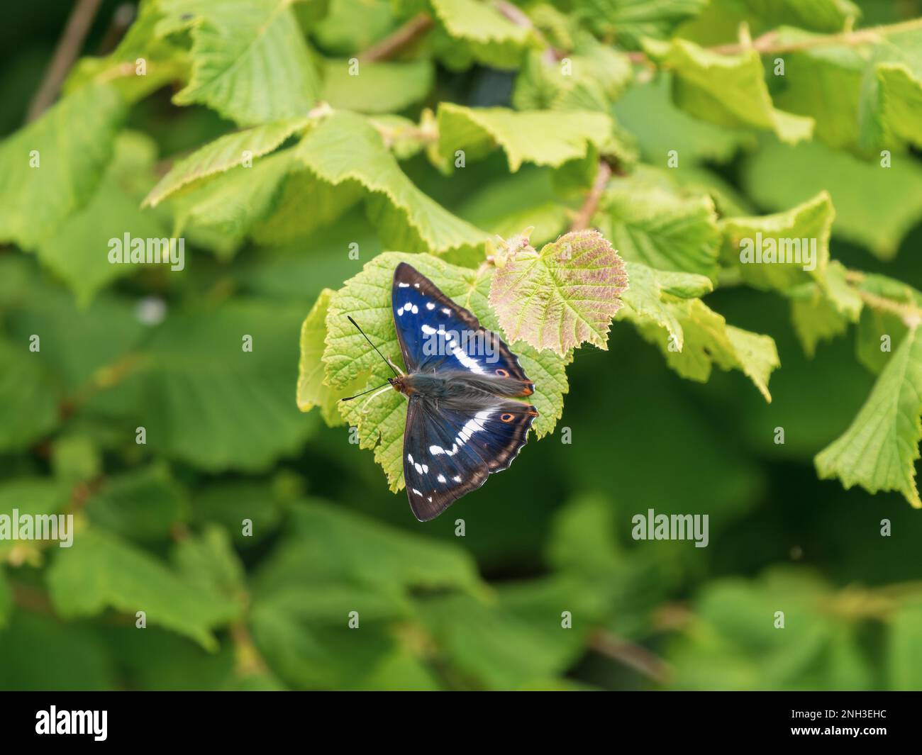 Purple Emperor Butterfly Resting on a Leaf Stock Photo - Alamy