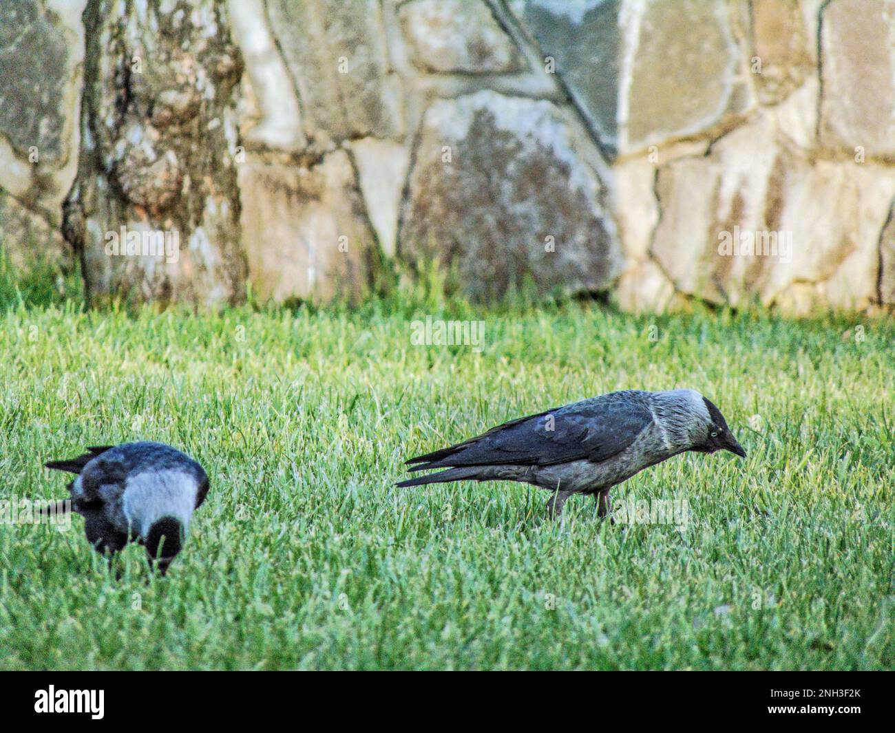 Jackdaw birds hi-res stock photography and images - Alamy
