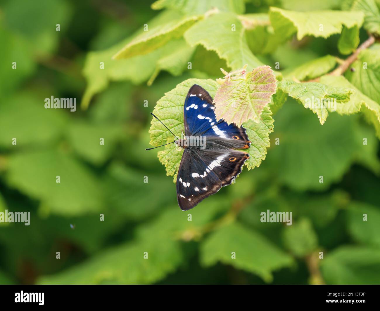 Purple emperor apatura iris male hi-res stock photography and images ...