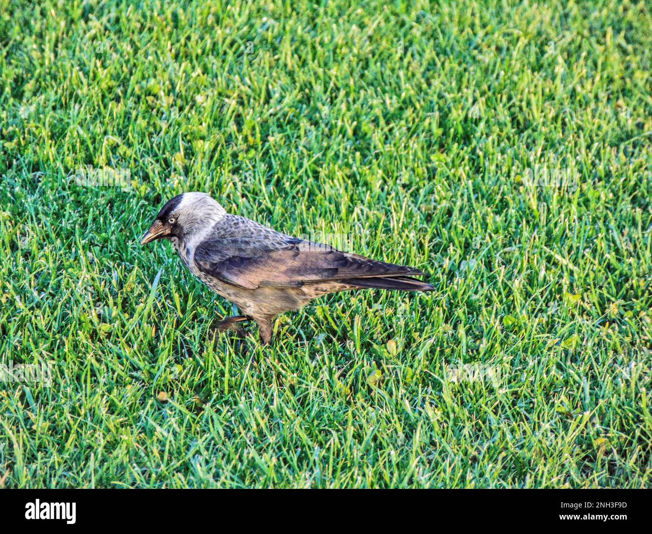 Jackdaw bird (Corvus monedula) in the grass Stock Photo - Alamy