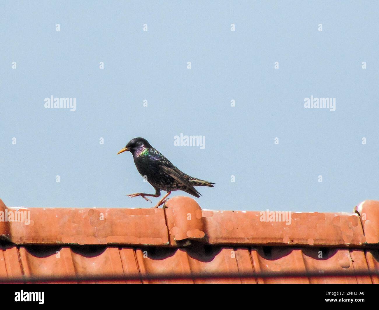 Starling on the roof hi-res stock photography and images - Alamy