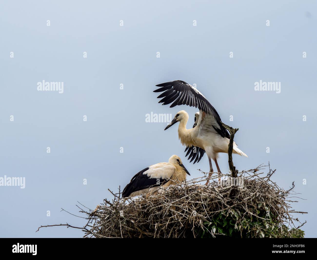 White storks knepp castle hi-res stock photography and images - Alamy
