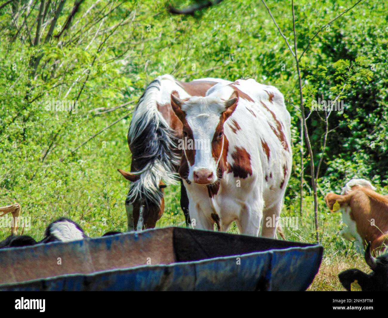 cows and a horse at farm Stock Photo - Alamy