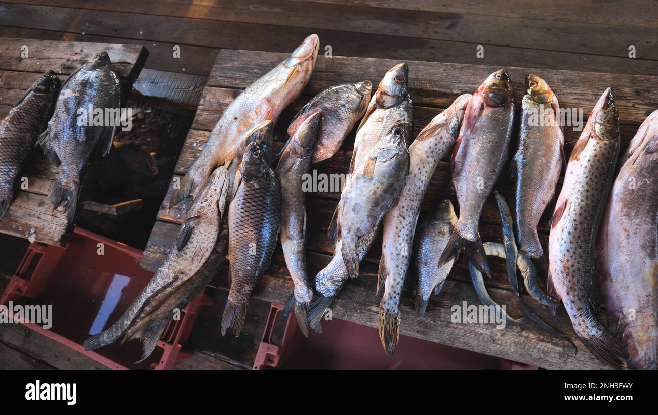 A variety of river fish from the Amur River on the fisherman's table ...