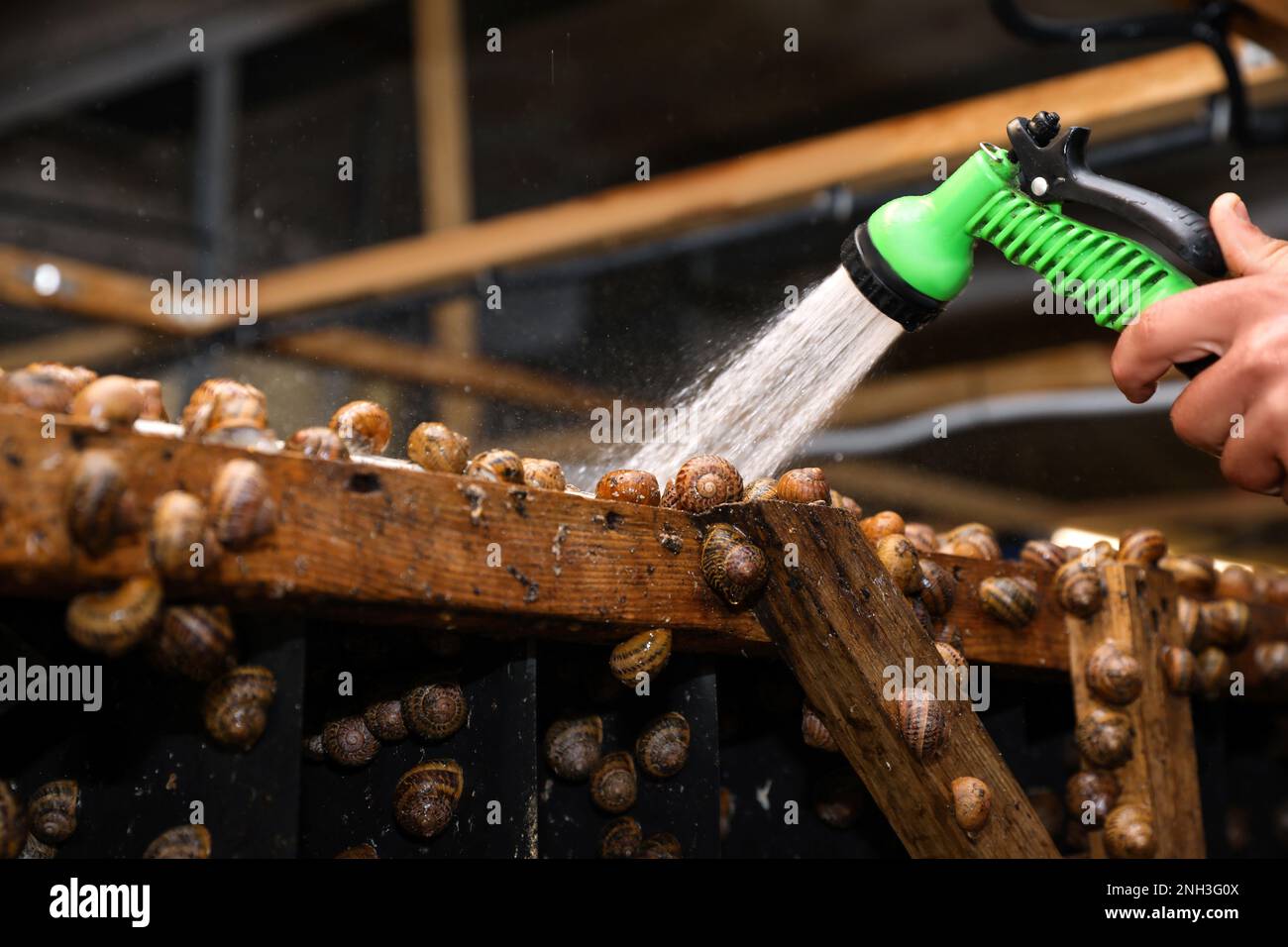 Worker washing snails on farm, closeup view Stock Photo - Alamy
