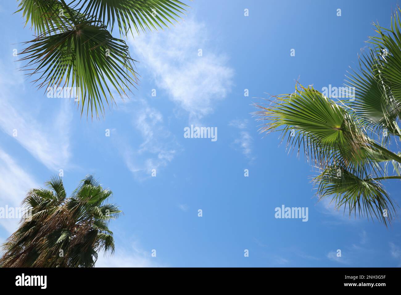 Bottom view beautiful palm trees hi-res stock photography and images ...