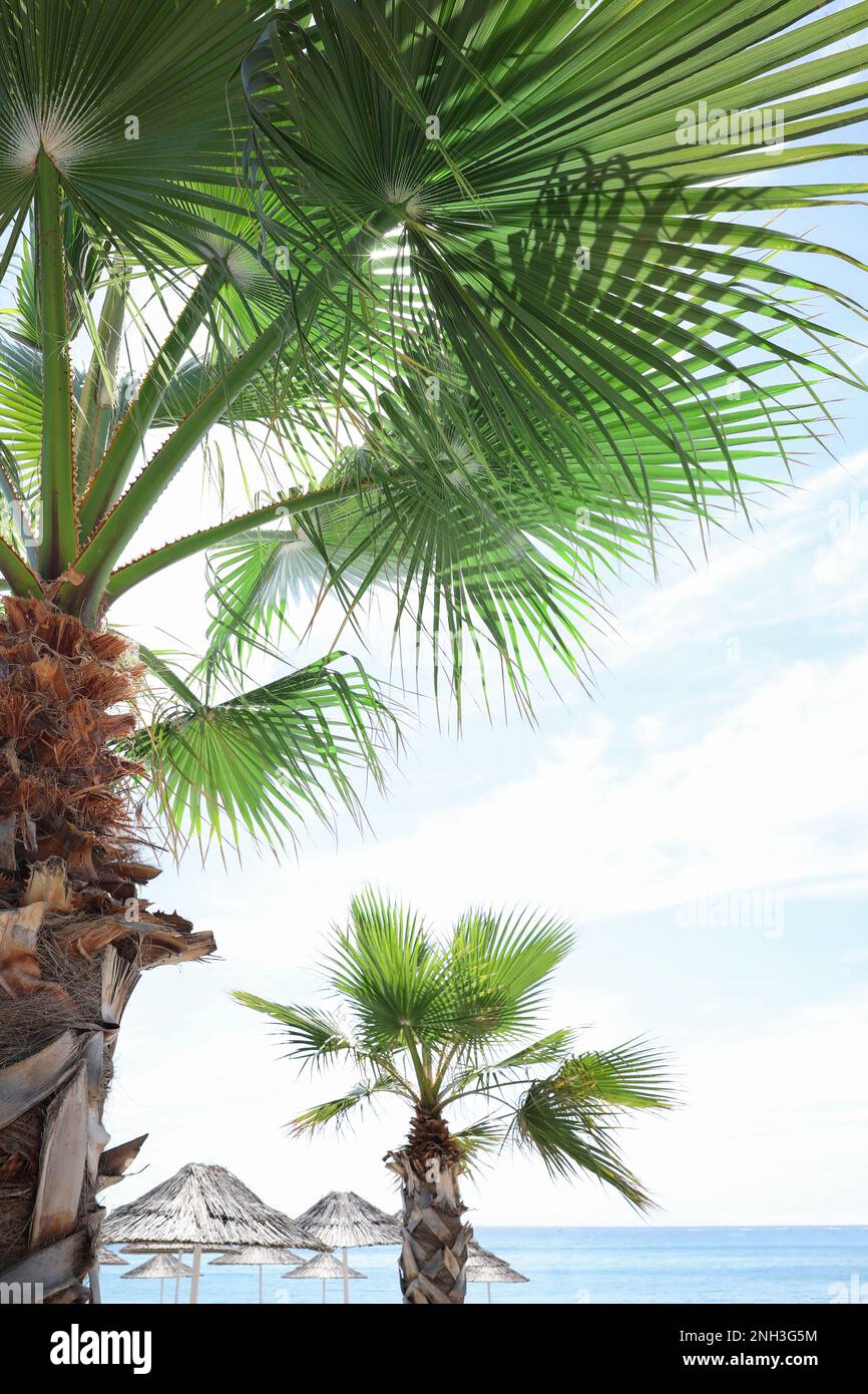 Beautiful palm trees on sea beach at resort Stock Photo - Alamy
