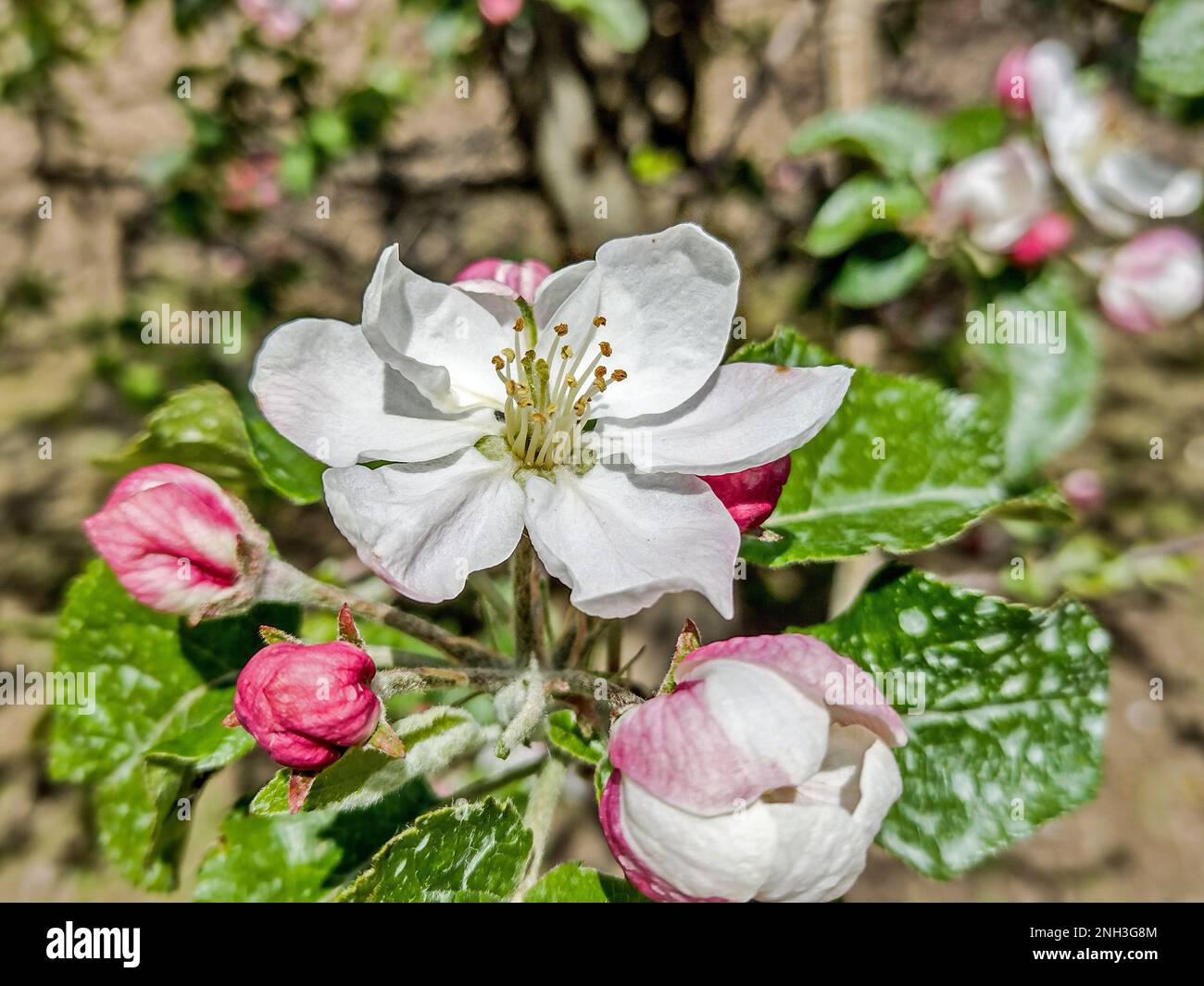 flowering apple tree in the spring - Maramures, Romania Stock Photo - Alamy