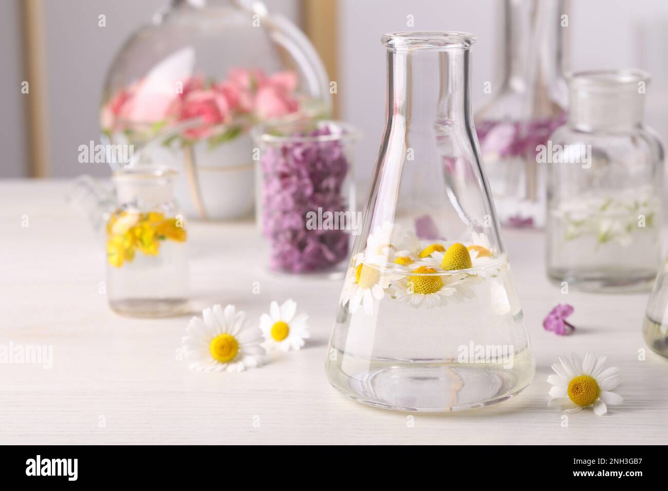 Laboratory glassware with flowers, focus on flask. Extracting essential ...