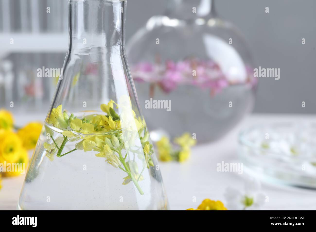 Flask with flowers in laboratory, closeup. Extracting essential oil for ...