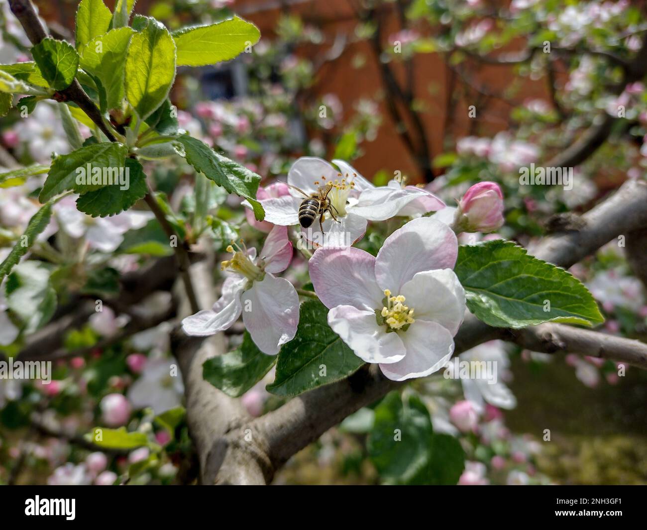A flowering apple tree hi-res stock photography and images - Alamy