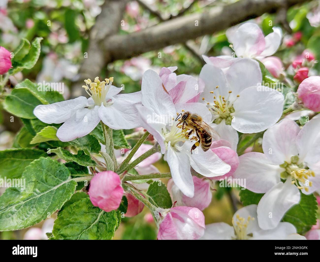 bee on the flower of a flowering apple tree Stock Photo - Alamy