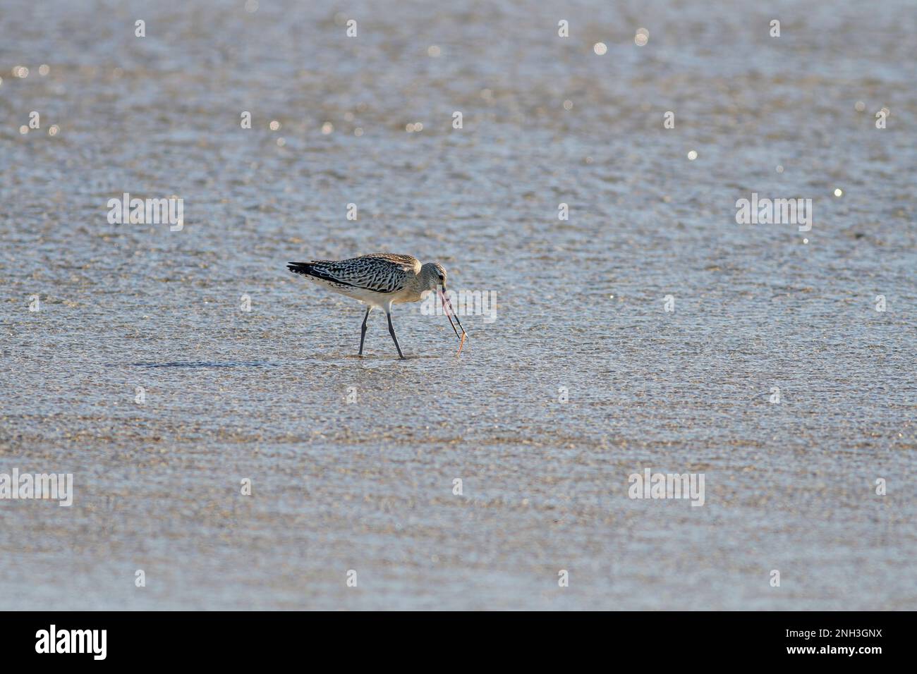 Sandpiper eating worm in a northern portuguese beach during low tide ...