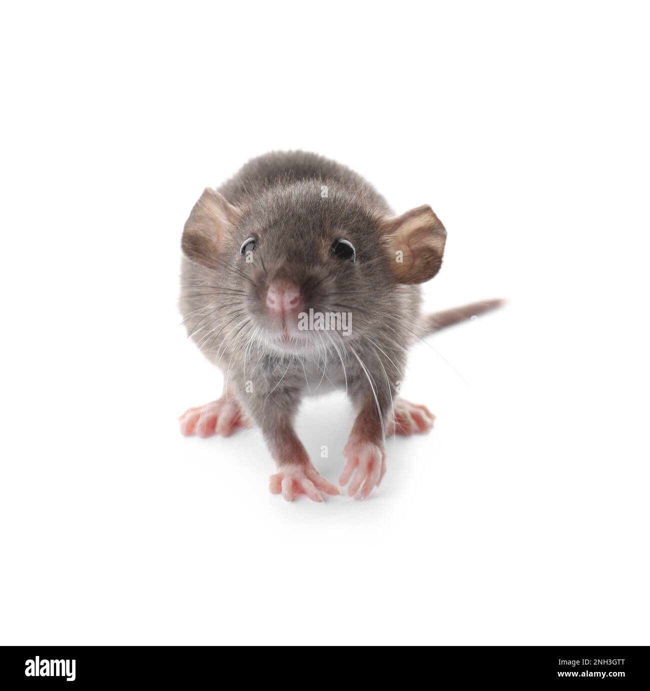 Small fluffy brown rat on white background Stock Photo - Alamy