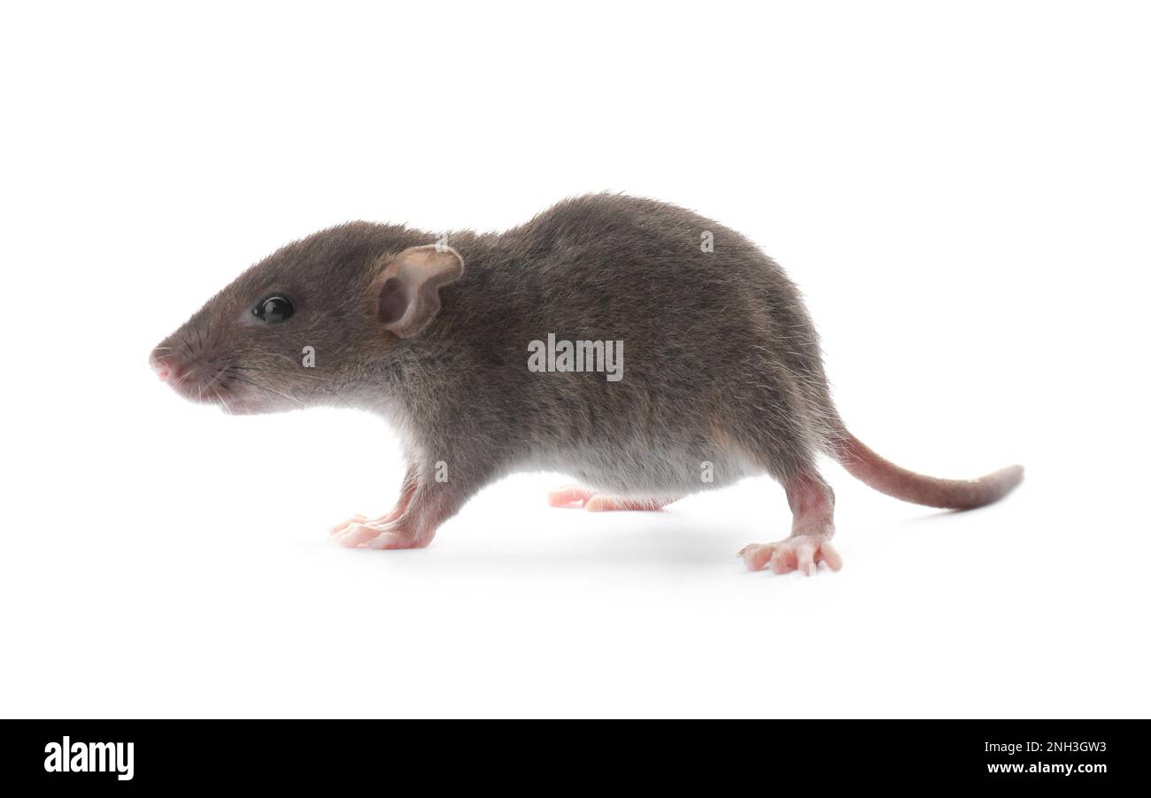 Small fluffy brown rat on white background Stock Photo - Alamy