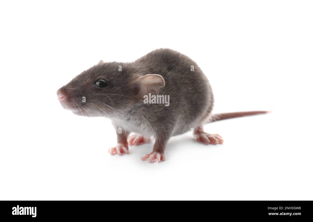 Rat with fluffy tail Cut Out Stock Images & Pictures - Alamy