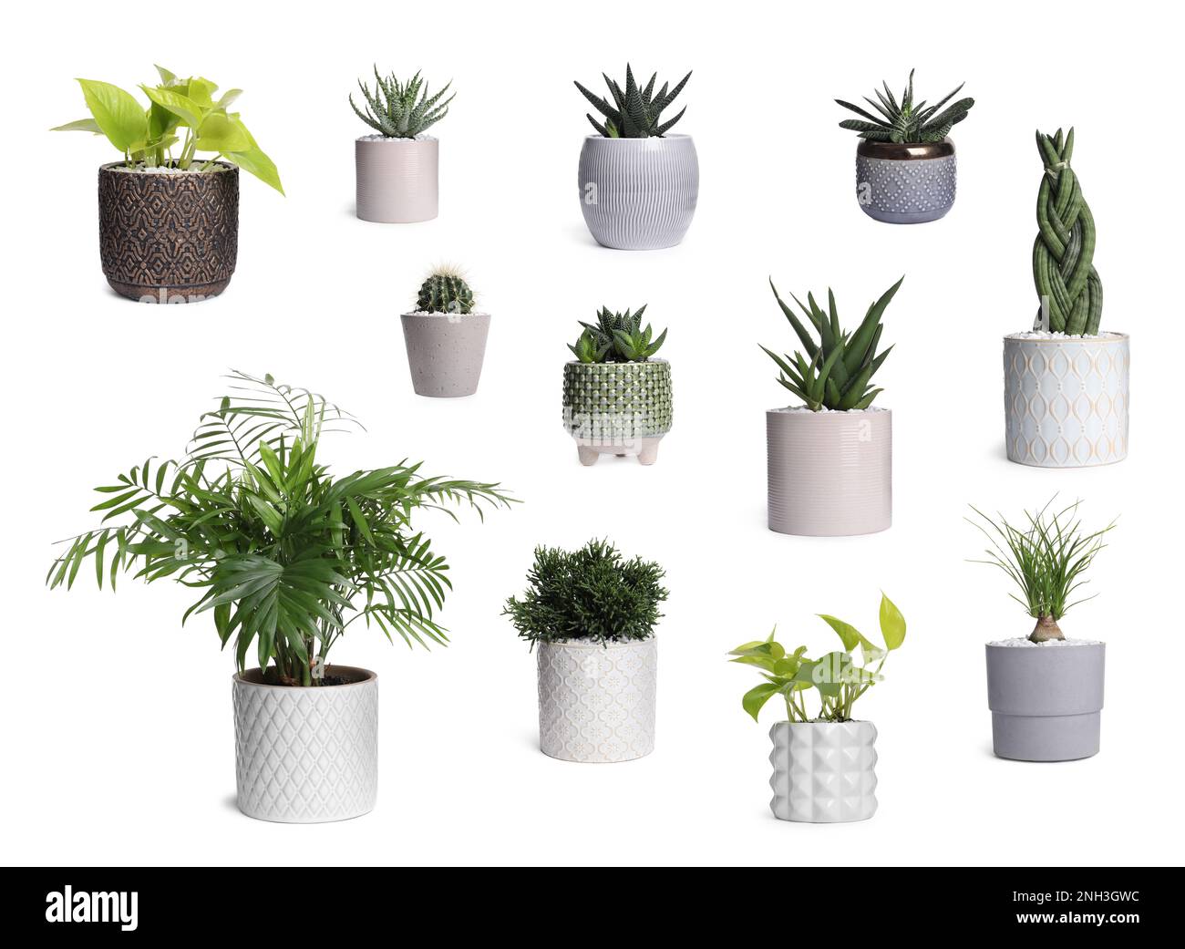 Set with different beautiful houseplants on white background Stock ...