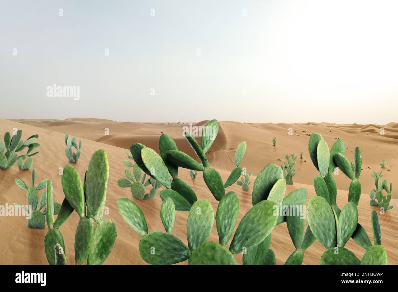 Beautiful rippled cactus hi-res stock photography and images - Alamy