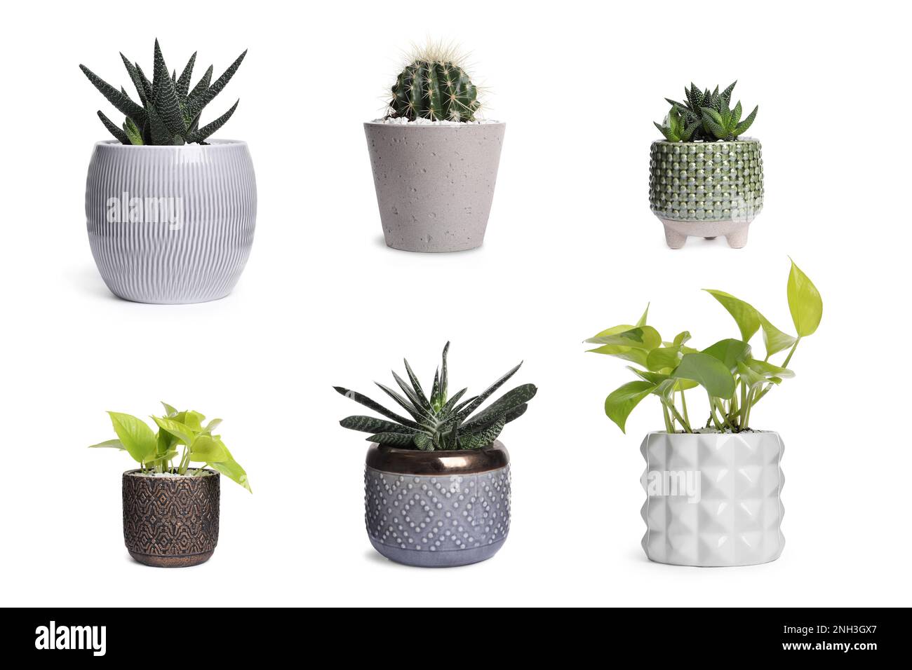 Houseplants set hi-res stock photography and images - Alamy