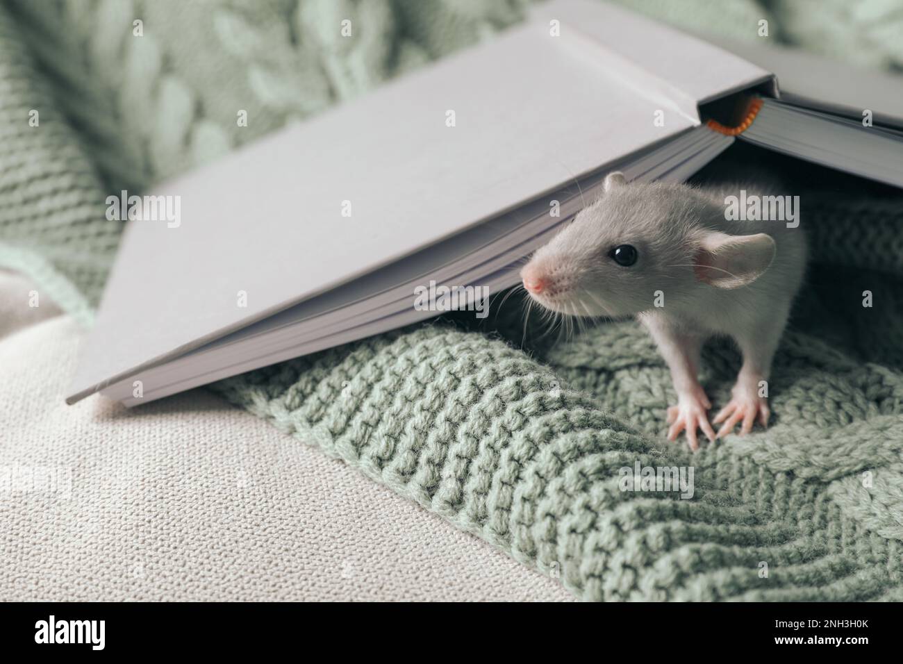 Cute small rat and book on green knitted plaid Stock Photo - Alamy