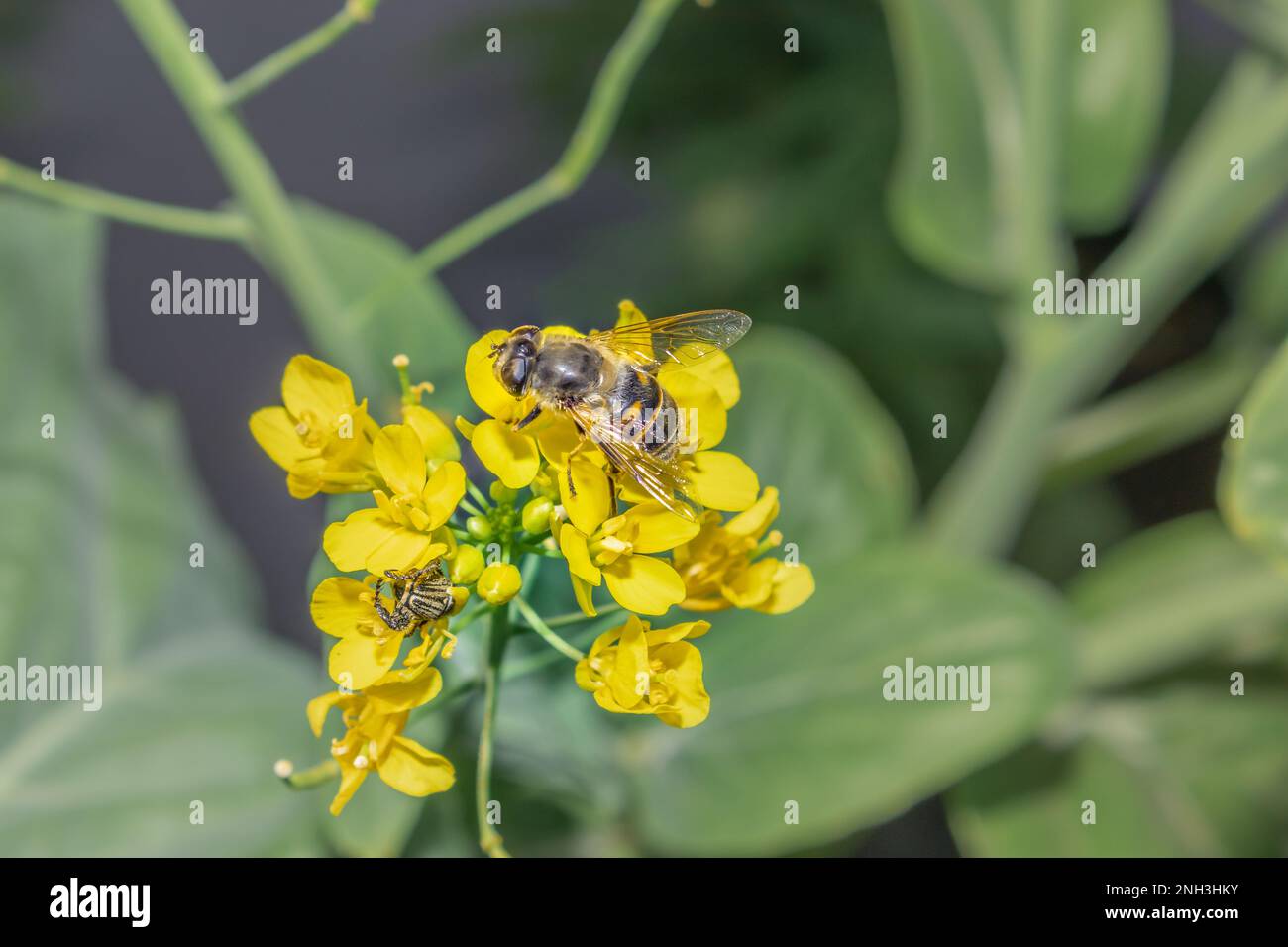 Honey Bee (Apis) and Monkey beetle (Clania glenlyonensis) feeding on ...
