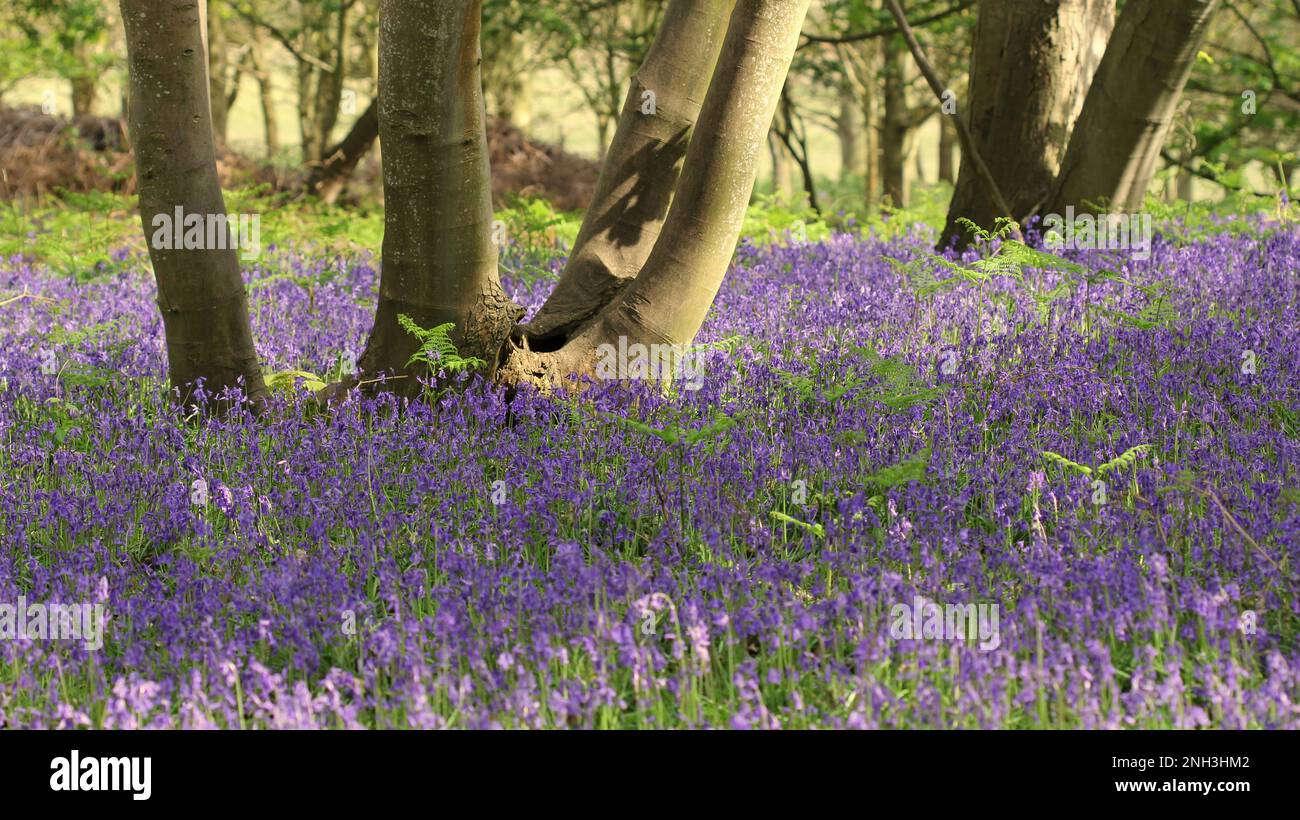 Beautiful spring forest bluebells flowers hi-res stock photography and ...