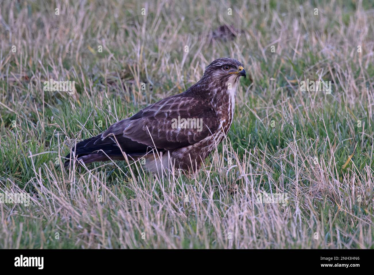 Common Buzzard (Buteo buteo) Norfolk UK GB February 2023 Stock Photo ...