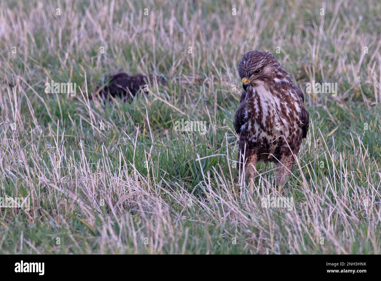 Common Buzzard (Buteo buteo) Norfolk UK GB February 2023 Stock Photo ...