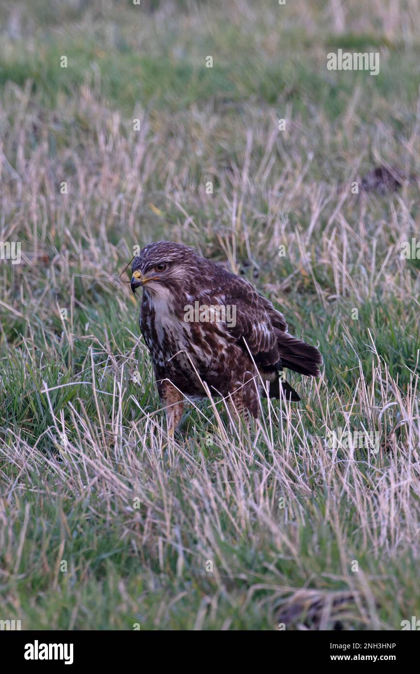 Common Buzzard (Buteo buteo) Norfolk UK GB February 2023 Stock Photo ...
