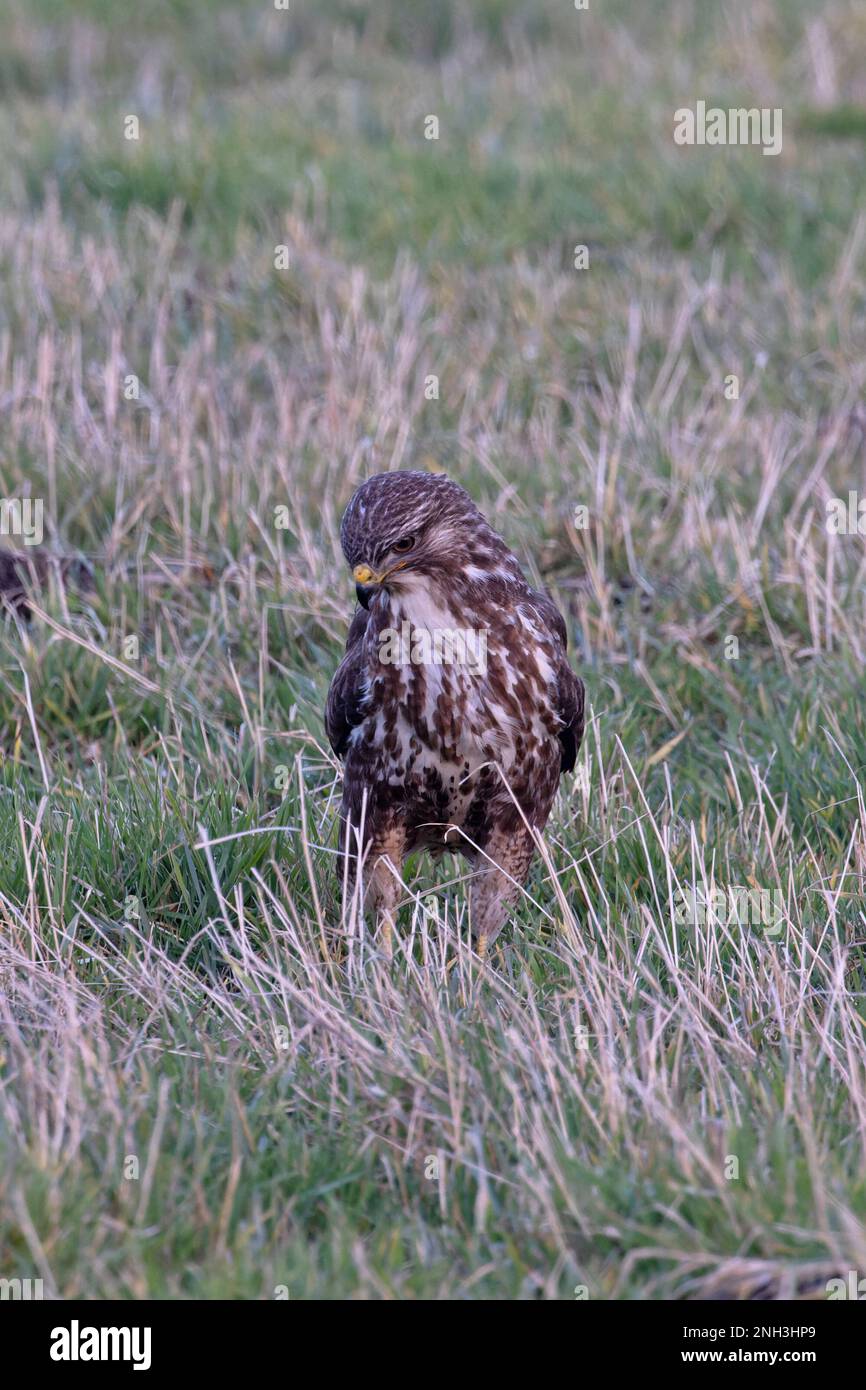 Common Buzzard (Buteo buteo) Norfolk UK GB February 2023 Stock Photo ...