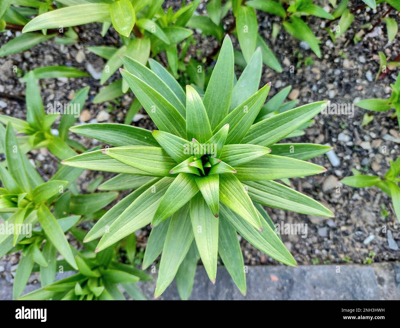Photo tiger lily hi-res stock photography and images - Alamy