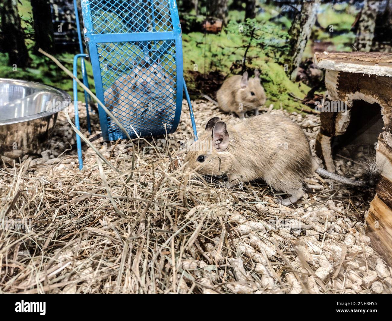 degu squirrels in a pen - animals Stock Photo - Alamy