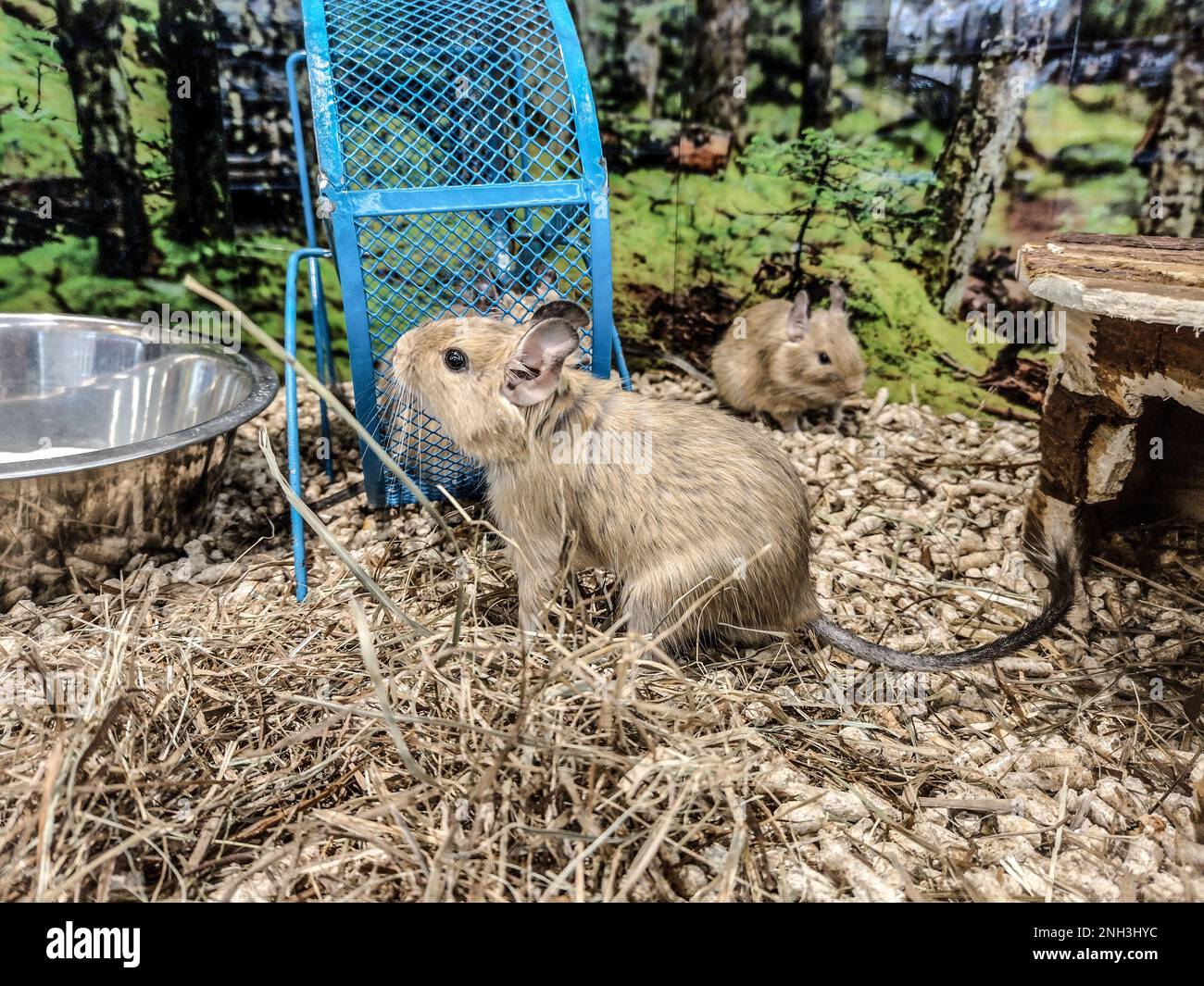 degu squirrels in a pen - animals Stock Photo - Alamy