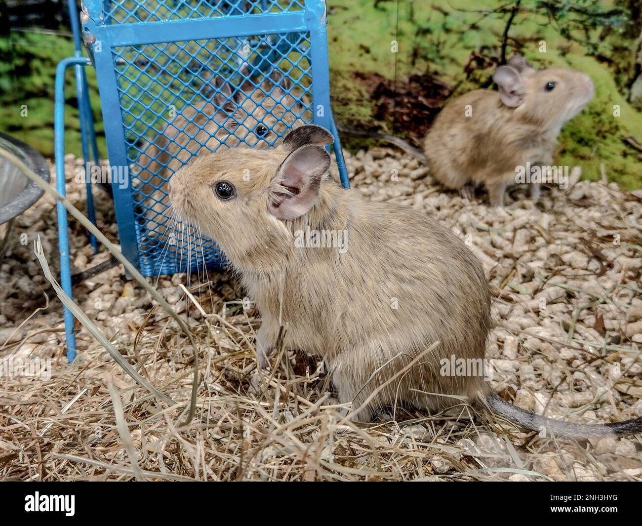 degu squirrels in a pen - animals Stock Photo - Alamy