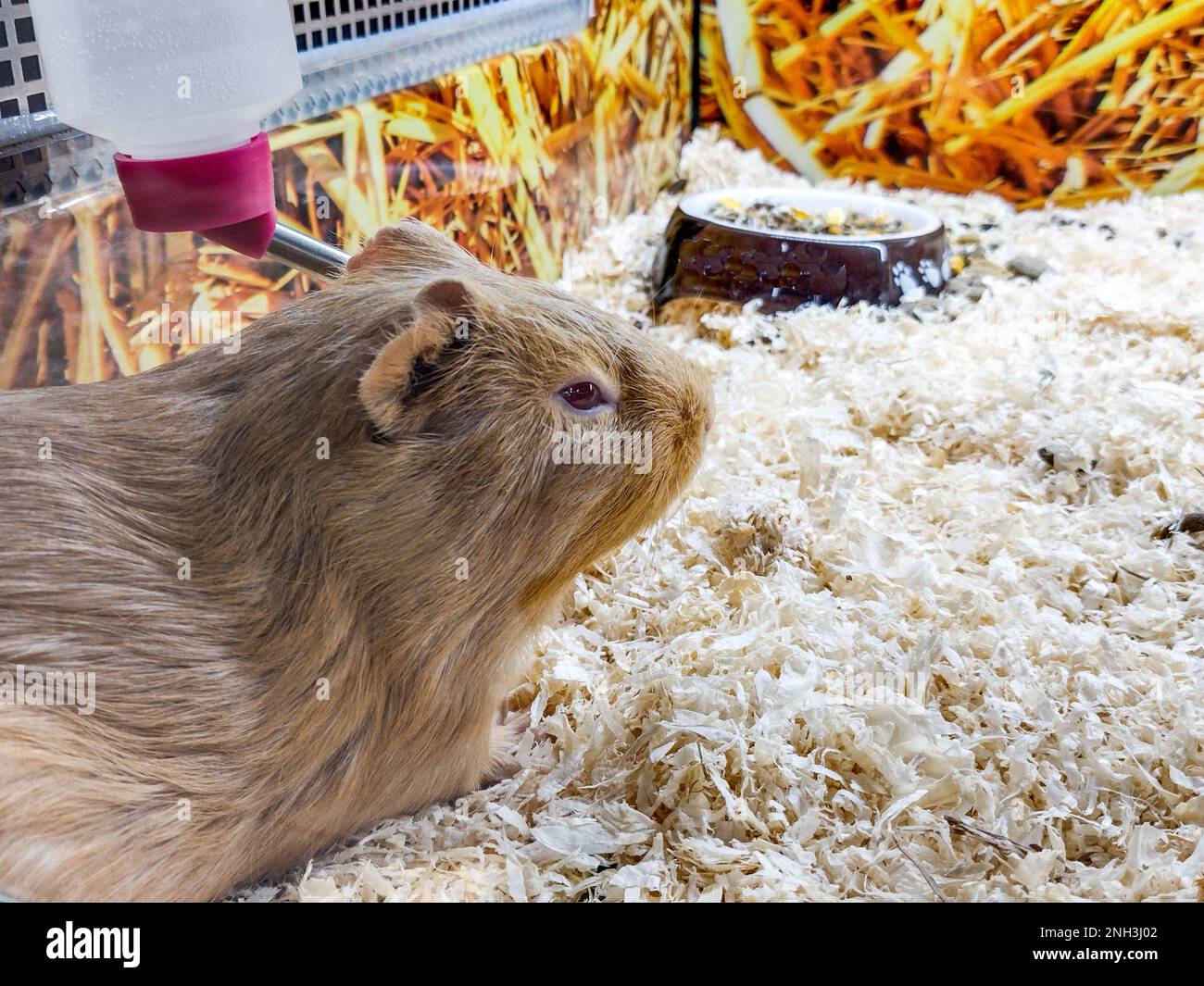 guinea pig in a pen - animals Stock Photo - Alamy