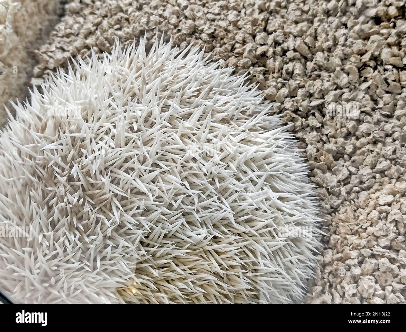Nice hedgehog hi-res stock photography and images - Alamy