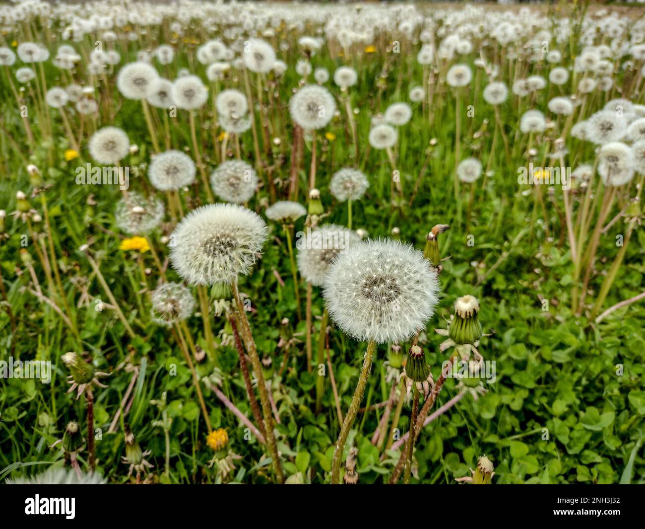 fluffy white dandelion flowers in the spring - Romania Stock Photo - Alamy