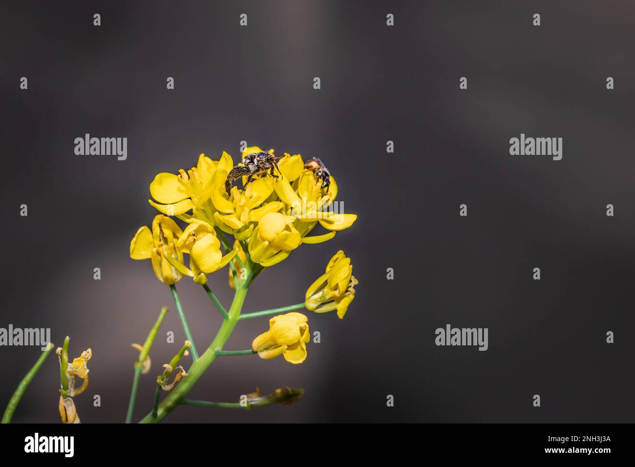 Monkey beetle (Clania glenlyonensis) eating pollen on a yellow wild ...