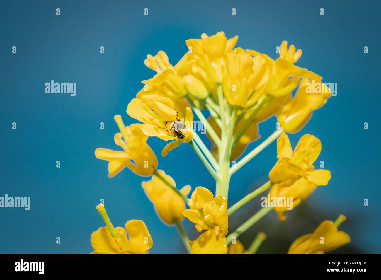 Monkey beetle, scarab beetles, Hopliini, Scarabaeidae, Clania ...