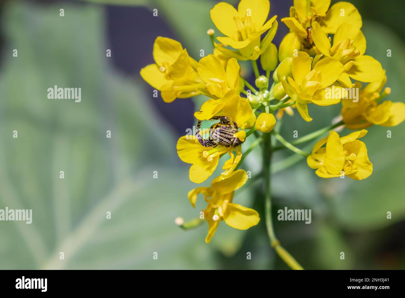 Clania glenlyonensis hi-res stock photography and images - Alamy