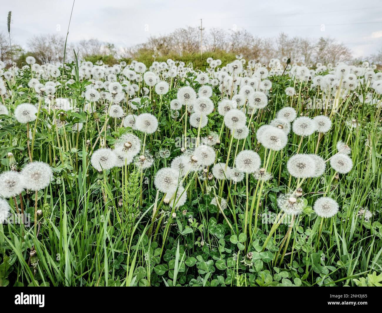 fluffy white dandelion flowers in the spring - Romania Stock Photo - Alamy