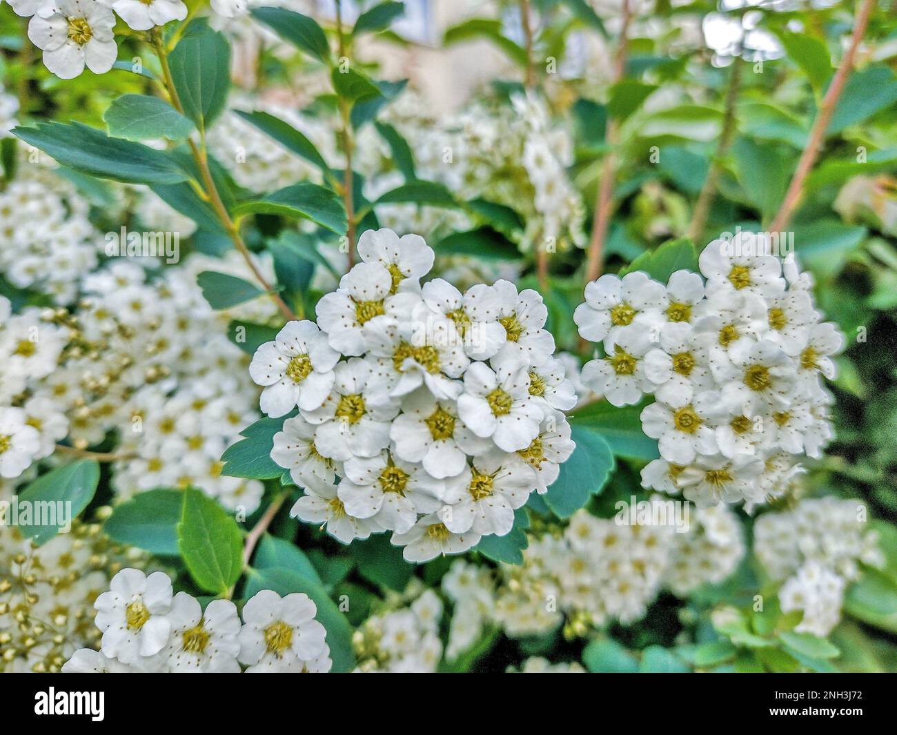 White spiraea flowers spring hi-res stock photography and images - Alamy