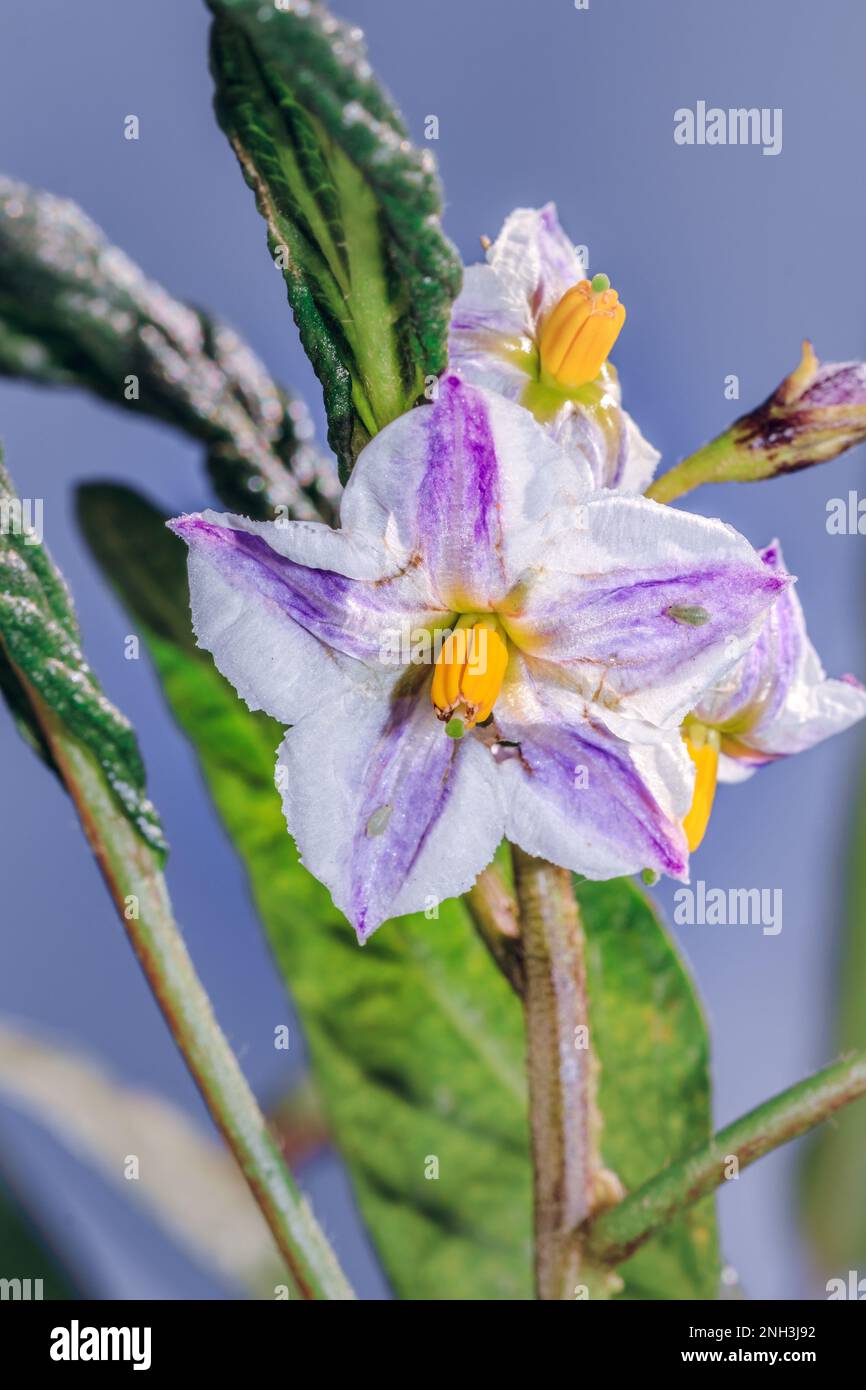 Purple pepino melon flower (Solanum muricatum) growing, South Africa ...