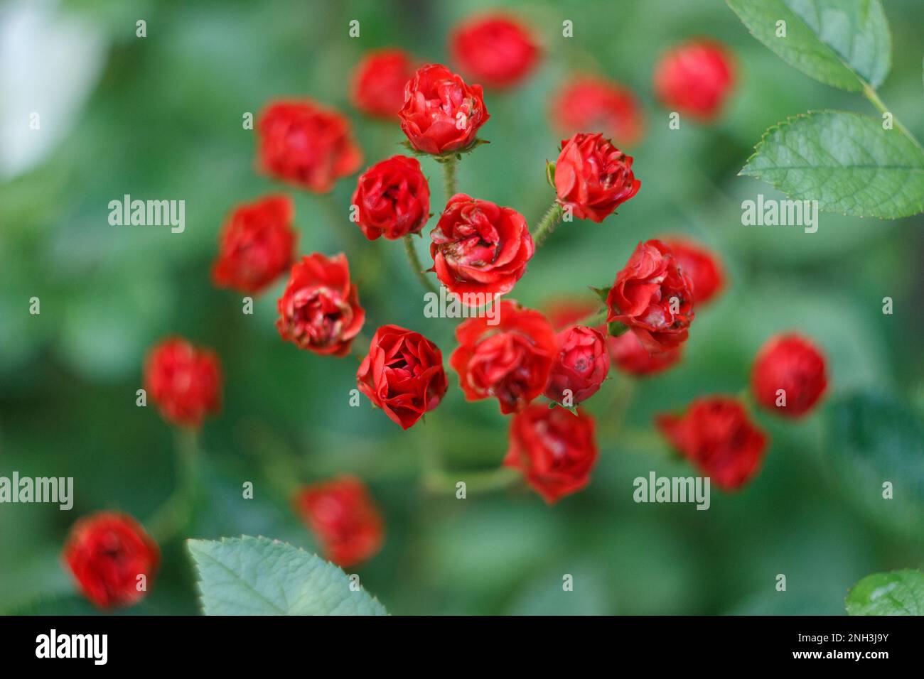 Miniature red rose in the summergarden Stock Photo - Alamy