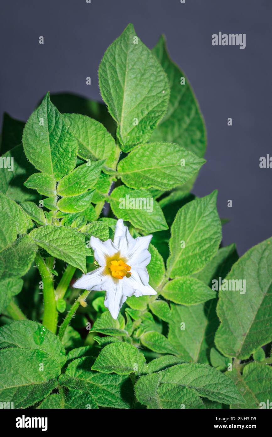Irish potatoes (Solanum tuberosum) white flower, Cape Town, South ...