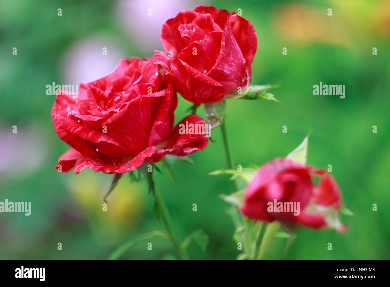 Marble rose hi-res stock photography and images - Alamy