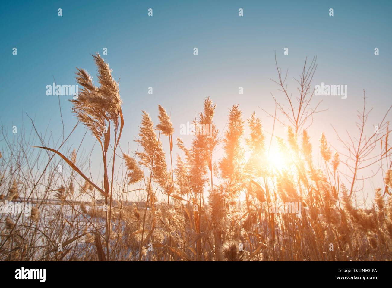 Petals dry reeds against background blue and clear sky with rays sun ...