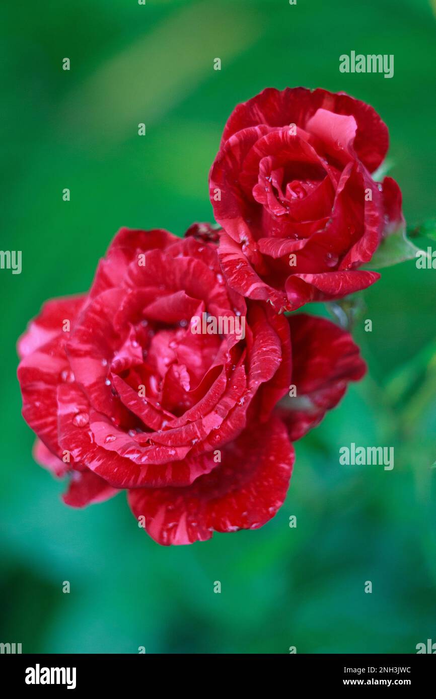 Marble rose hi-res stock photography and images - Alamy