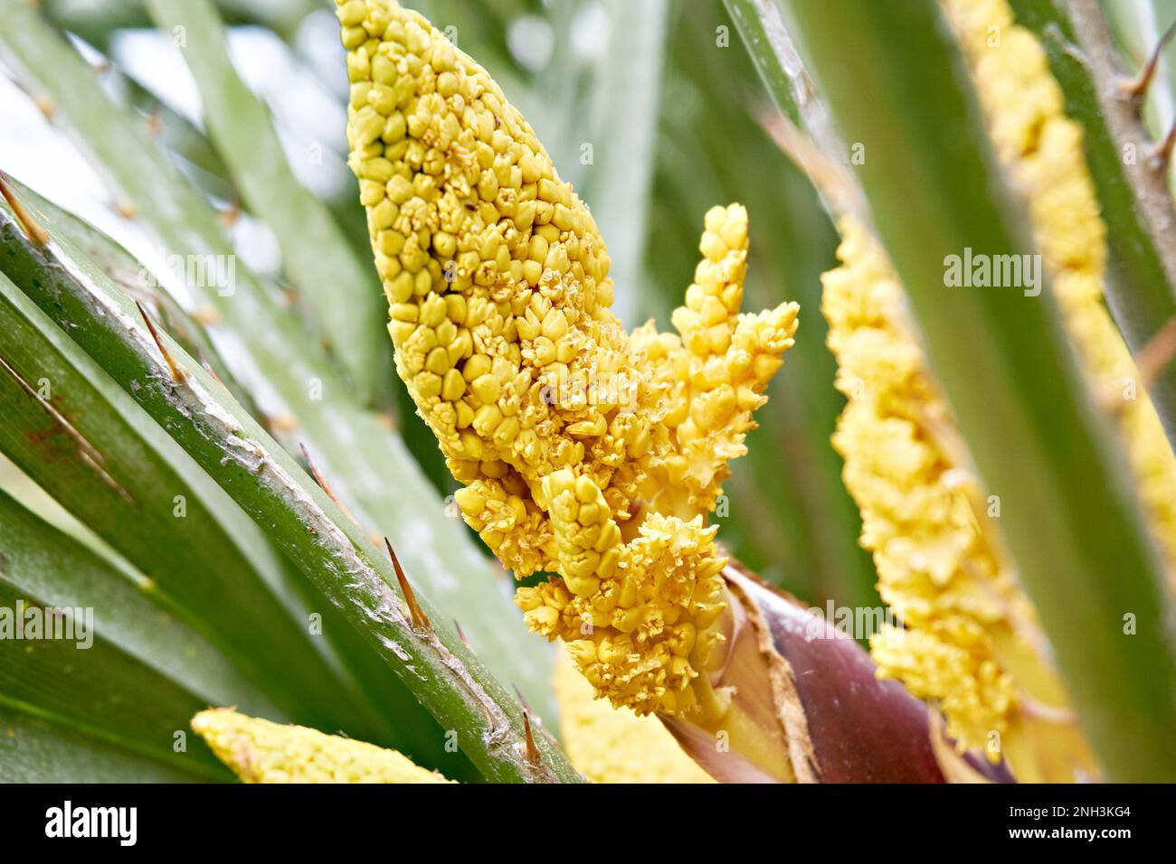 Palm tree flower yellow hi-res stock photography and images - Alamy
